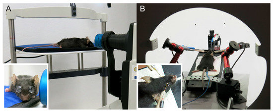 OCT and ERG Techniques in High-Throughput Phenotyping of Mouse Vision