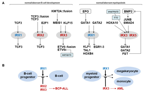 The Role of IRX Homeobox Genes in Hematopoietic Progenitors and Leukemia