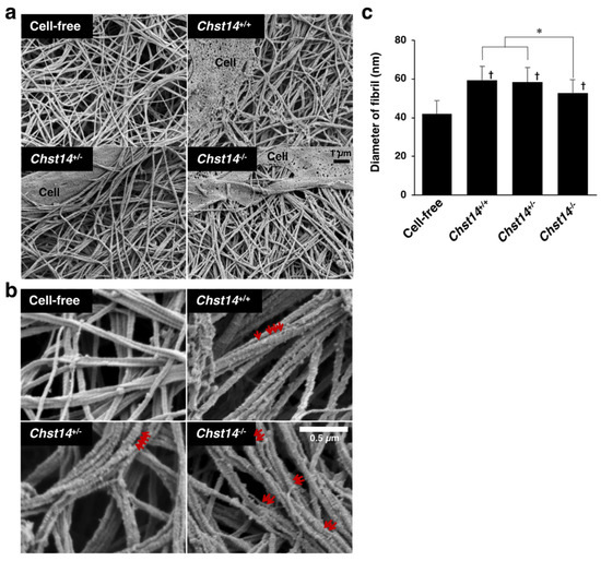 Collagen Network Formation in In Vitro Models of Musculocontractural ...