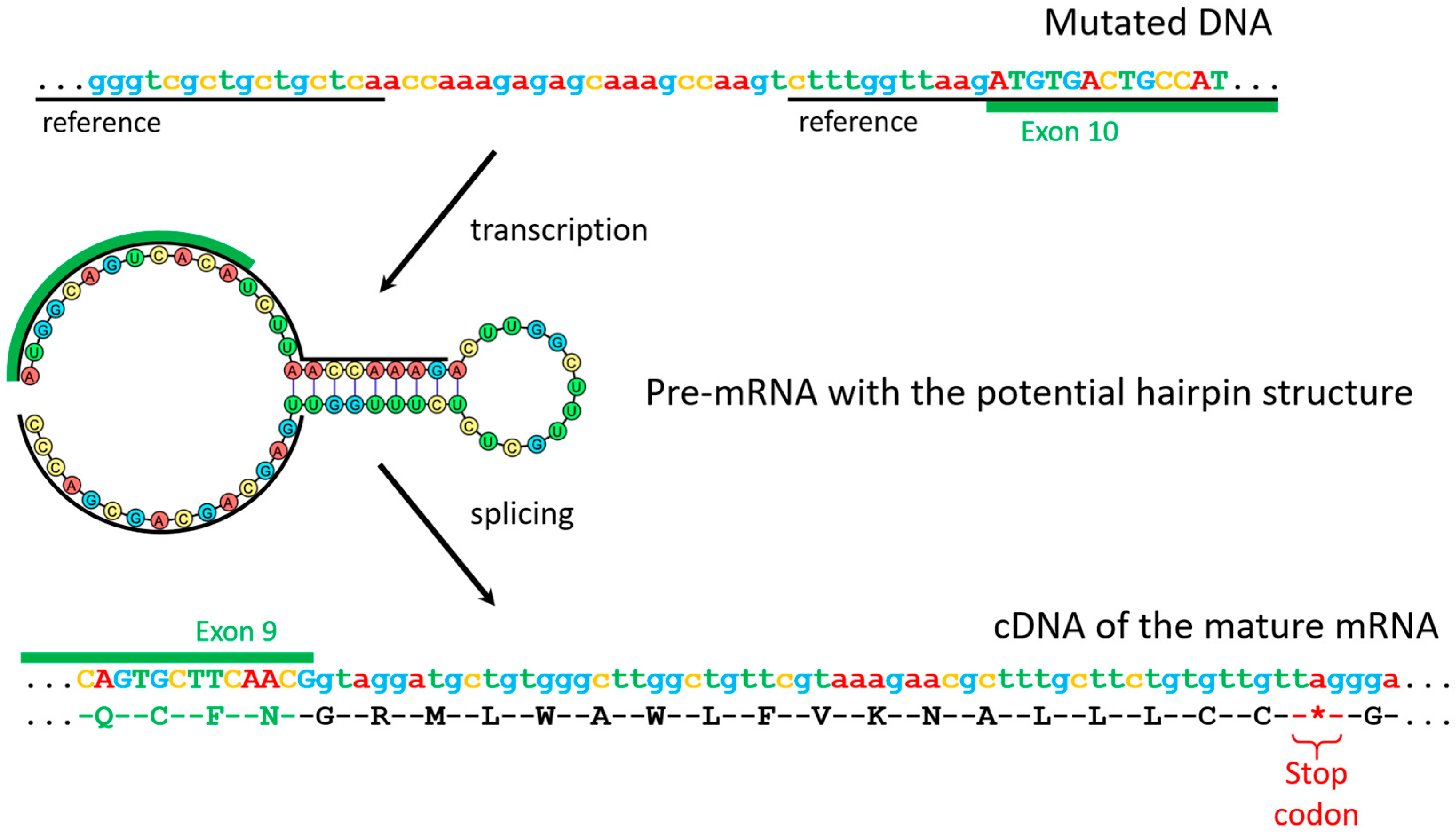 A Novel GNAS Mutation in a Patient with Ia Pseudohypoparathyroidism ...