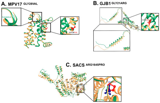 Novel Variants in MPV17, PRX, GJB1, and SACS Cause Charcot–Marie–Tooth ...
