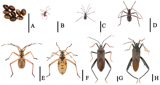 Characterizing the Complete Mitochondrial Genomes of Three Bugs ...