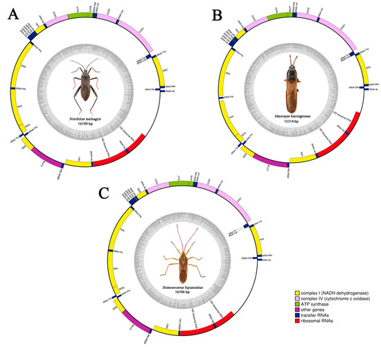 Characterizing the Complete Mitochondrial Genomes of Three Bugs ...