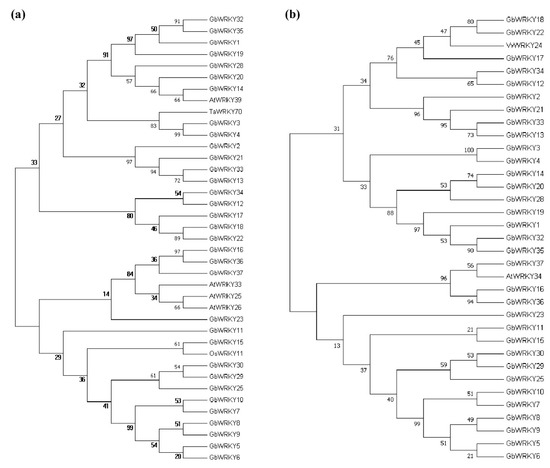 Genome-Wide Identification, Evolutionary and Functional Analyses of ...