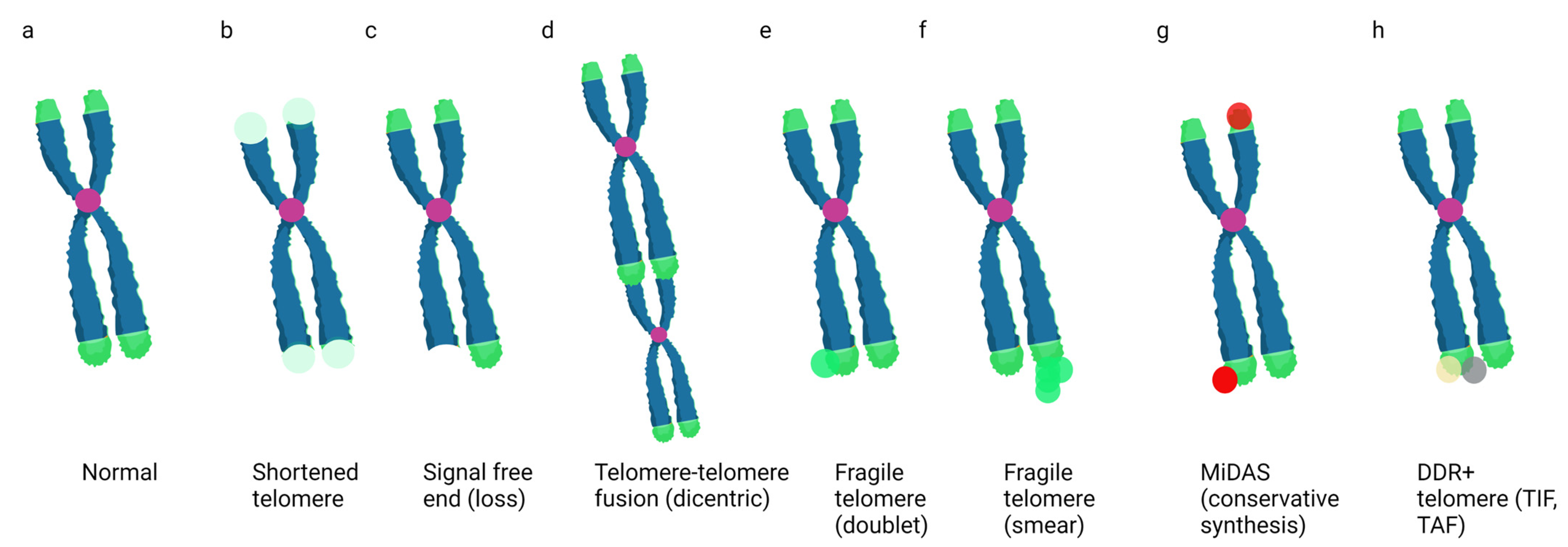 Telomere