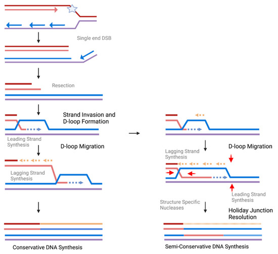 Telomere Fragility and MiDAS: Managing the Gaps at the End of the Road