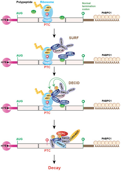 Nonsense-Mediated mRNA Decay as a Mediator of Tumorigenesis