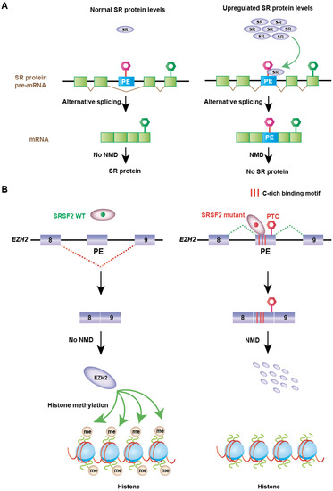 Genes | Free Full-Text | Nonsense-Mediated mRNA Decay as a Mediator of ...