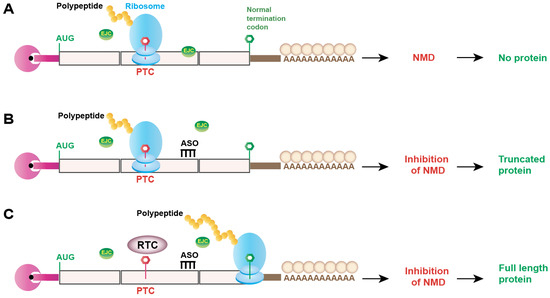 Genes | Free Full-Text | Nonsense-Mediated mRNA Decay as a Mediator of ...