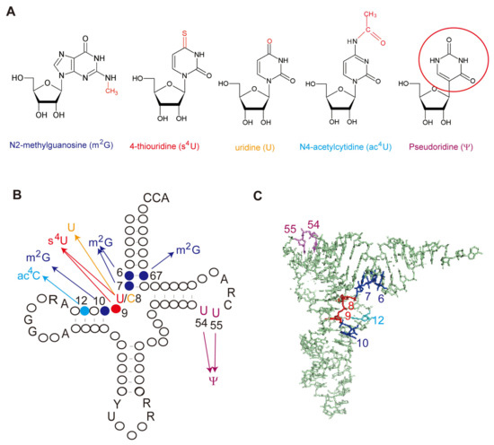 Transfer RNA Modification Enzymes with a Thiouridine Synthetase, Methyltransferase and ...