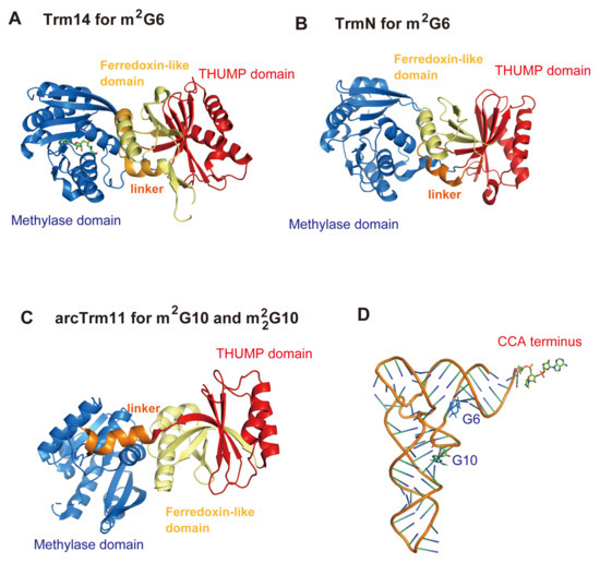 Transfer RNA Modification Enzymes with a Thiouridine Synthetase ...