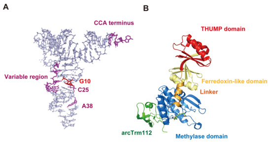 Transfer RNA Modification Enzymes with a Thiouridine Synthetase ...