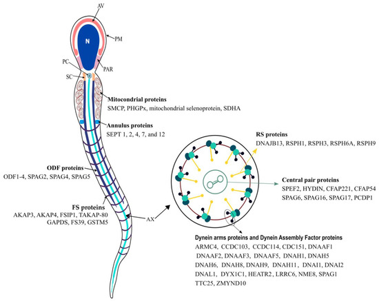 Morphological and Molecular Bases of Male Infertility: A Closer Look at ...