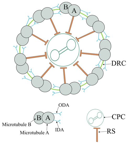 Morphological and Molecular Bases of Male Infertility: A Closer Look at ...