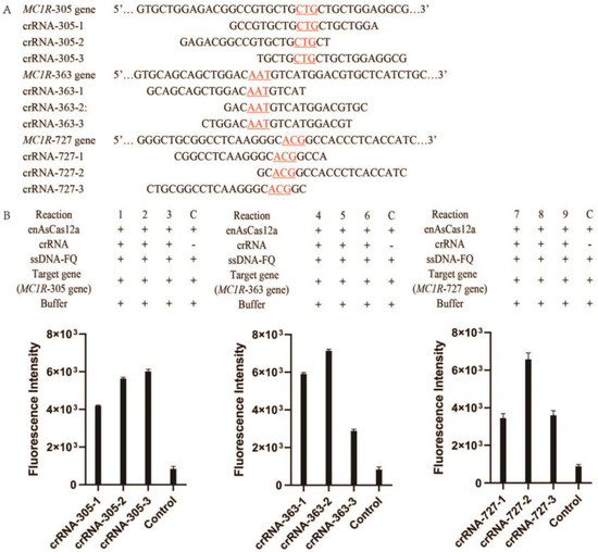 Detecting Melanocortin 1 Receptor Gene’s SNPs by CRISPR/enAsCas12a