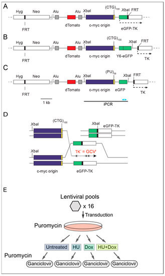 Suppressors of Break-Induced Replication in Human Cells