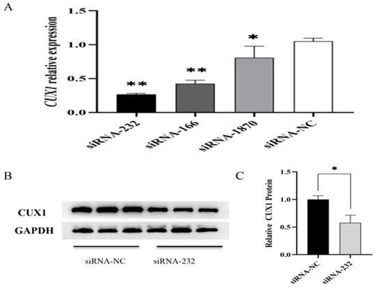 Effect of CUX1 on the Proliferation of Hu Sheep Dermal Papilla Cells ...