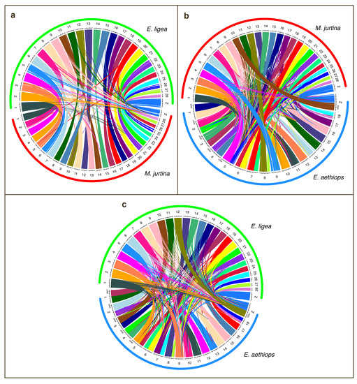 Whole-Genome Analysis Reveals the Dynamic Evolution of Holocentric ...
