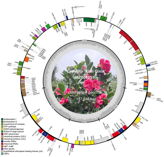 Genes | Free Full-Text | Complete Chloroplast Genome Sequence of the Long Blooming Cultivar ...