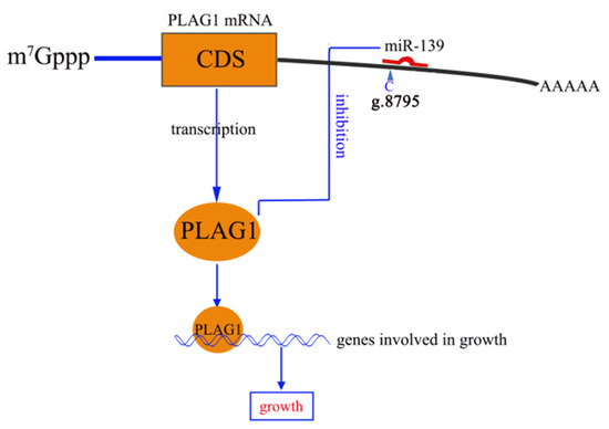 PLAG1 g.8795C>T Mutation Regulates Early Body Weight in Hu Sheep by ...