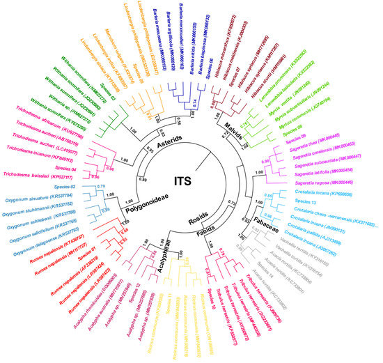 DNA Barcoding of Wild Plants with Potential Medicinal Properties from ...