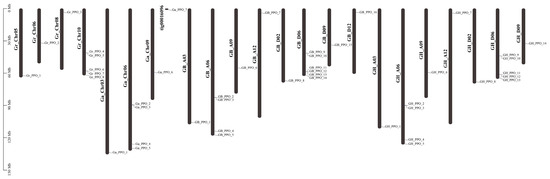 Genome-Wide Identification and Characterization of the PPO Gene Family ...