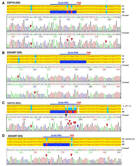 CRISPR/Cas9-Mediated Mutation in XSP10 and SlSAMT Genes Impart Genetic ...