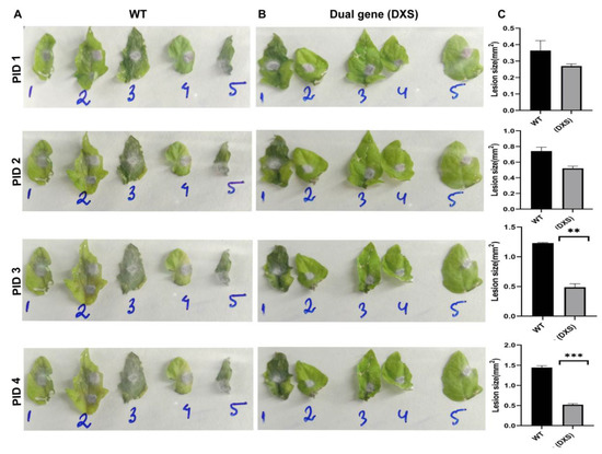 CRISPR/Cas9-Mediated Mutation in XSP10 and SlSAMT Genes Impart Genetic ...