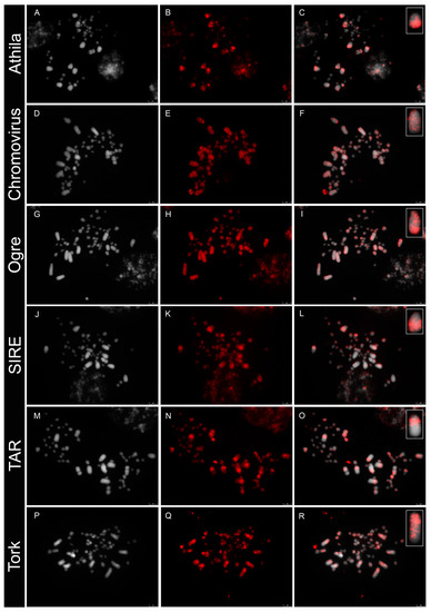 Differential Repeat Accumulation in the Bimodal Karyotype of Agave L.