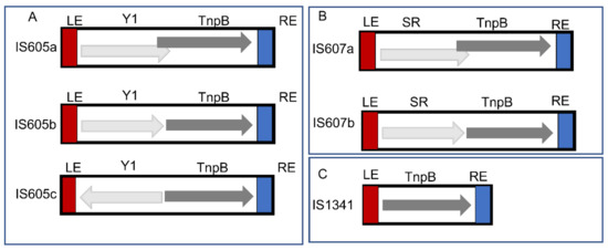 Phylogenetic Relationships among TnpB-Containing Mobile Elements in Six ...