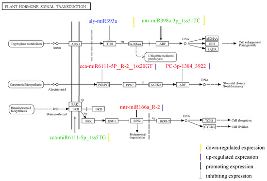 Identification of Small RNAs Associated with Salt Stress in ...