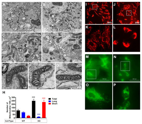 Reduced OPA1, Mitochondrial Fragmentation and Increased Susceptibility ...