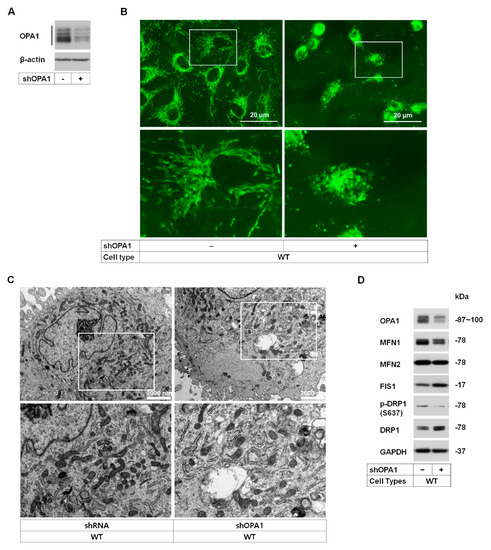 Reduced OPA1, Mitochondrial Fragmentation and Increased Susceptibility ...