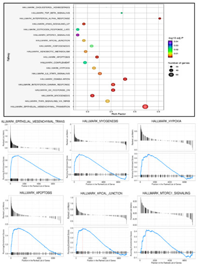 Genetic Analysis of HIBM Myopathy-Specific GNE V727M Hotspot Mutation ...