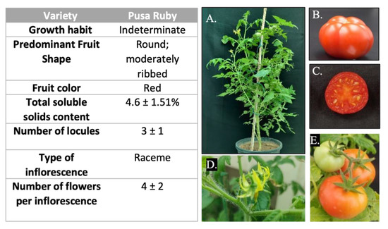 Reference Guided De Novo Genome Assembly of Transformation Pliable ...