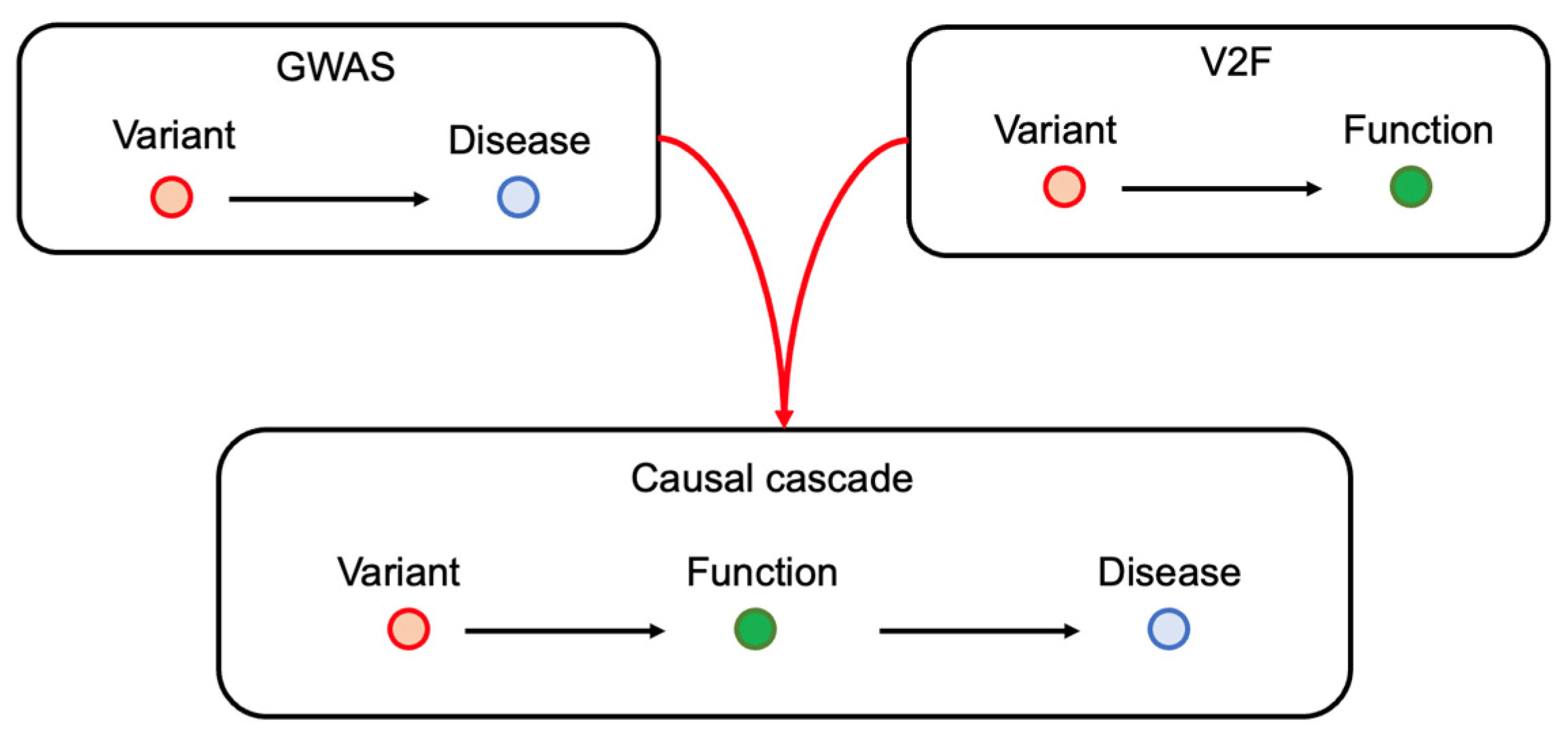 Functional Genetics to Understand the Etiology of Autoimmunity