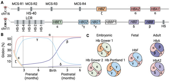 Epigenetic Regulation of β-Globin Genes and the Potential to Treat ...