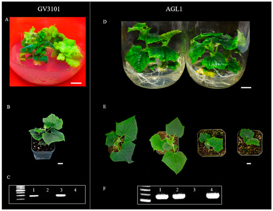 Improving Agrobacterium tumefaciens−Mediated Genetic Transformation for ...