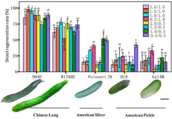 Improving Agrobacterium tumefaciens−Mediated Genetic Transformation for ...