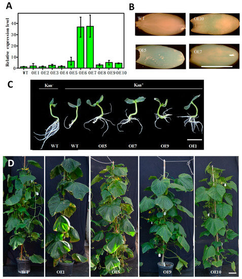 Improving Agrobacterium tumefaciens−Mediated Genetic Transformation for ...