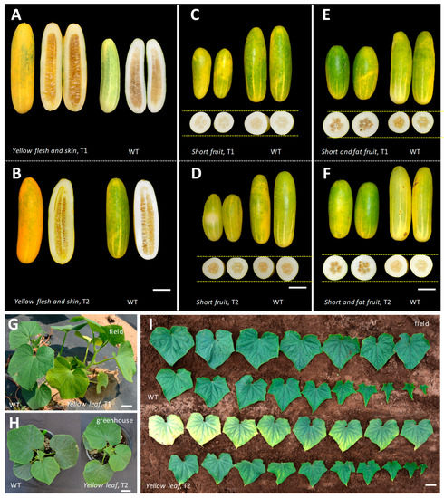 Improving Agrobacterium tumefaciens−Mediated Genetic Transformation for ...