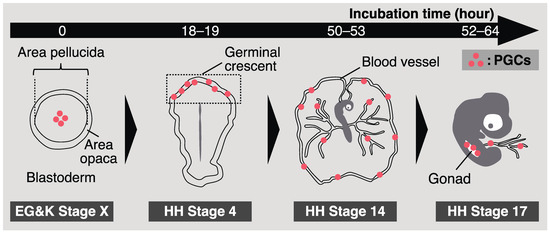 Fate Decisions of Chicken Primordial Germ Cells (PGCs): Development ...