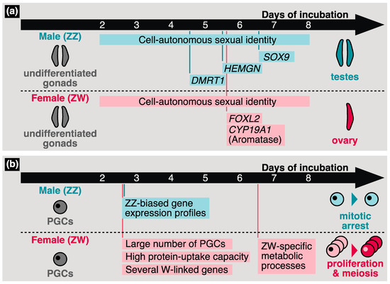 Genes Free Full Text Fate Decisions Of Chicken Primordial Germ