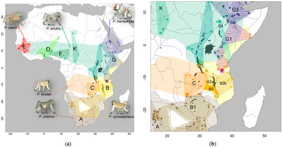 A Comprehensive Overview of Baboon Phylogenetic History
