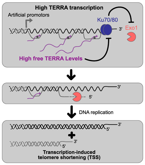TERRA and Telomere Maintenance in the Yeast Saccharomyces cerevisiae