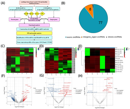 Genes | Free Full-Text | Integration Analysis of circRNA–miRNA–mRNA and ...