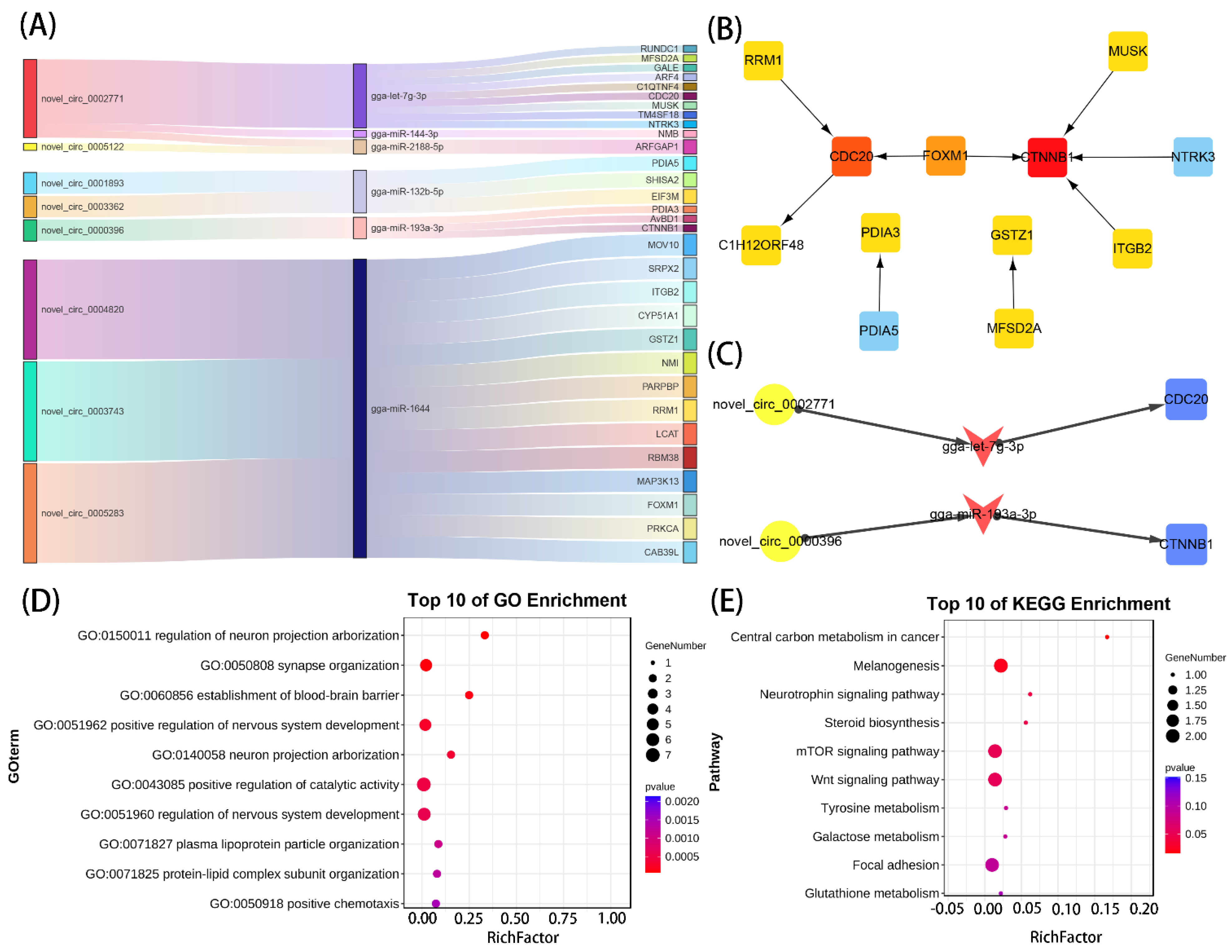 Genes | Free Full-Text | Integration Analysis of circRNA–miRNA–mRNA and ...