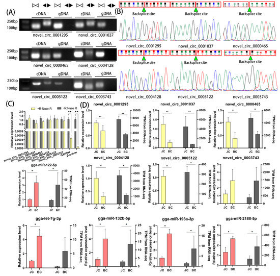 Genes | Free Full-Text | Integration Analysis of circRNA–miRNA–mRNA and ...