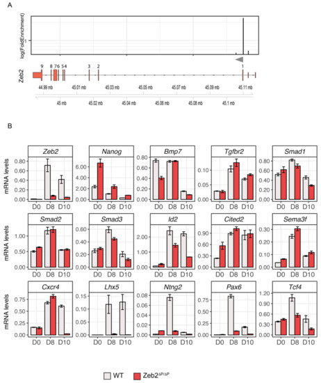 Zeb2 DNA-Binding Sites in Neuroprogenitor Cells Reveal Autoregulation ...