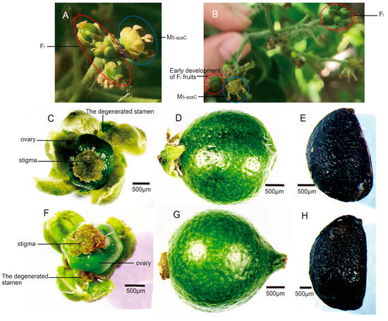 Identifying Genes Associated with Female Flower Development of ...